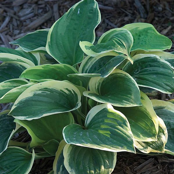 Bohyšky (Hosta) : DIANA REMEMBERED - vonná hosta