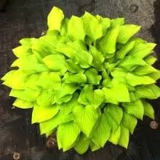 Bohyšky (Hosta)