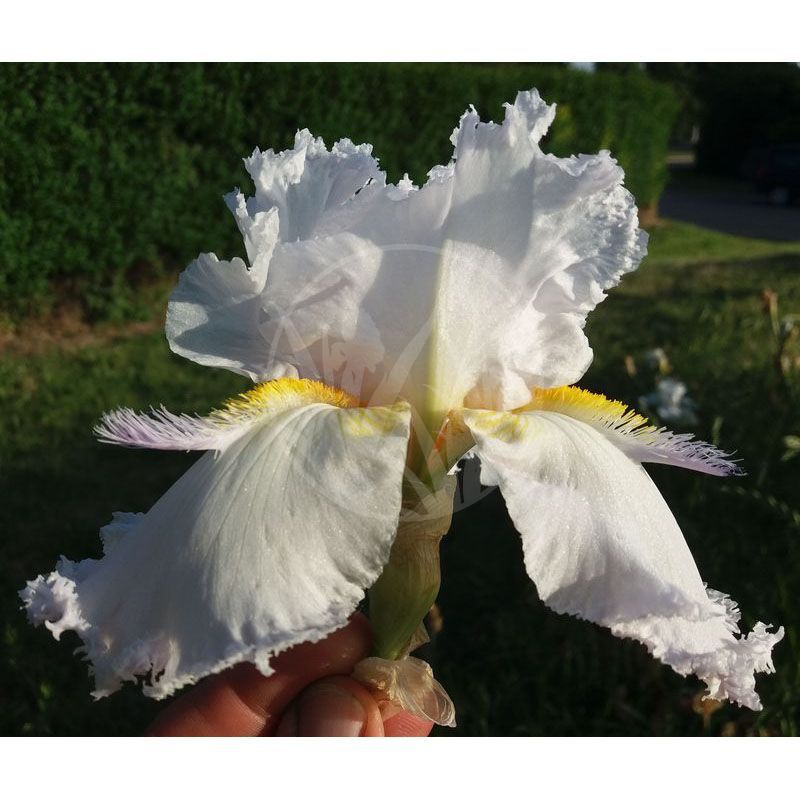 TB – kosatce velkokvěté vysoké : MYS HORN (Muška 1999)