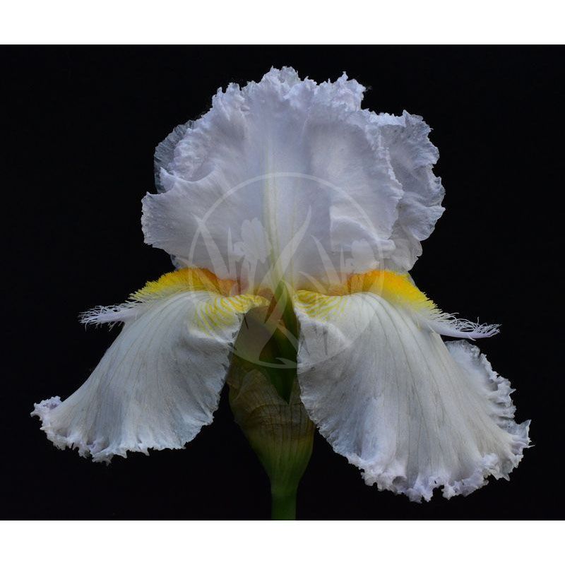 TB – kosatce velkokvěté vysoké : MYS HORN (Muška 1999)