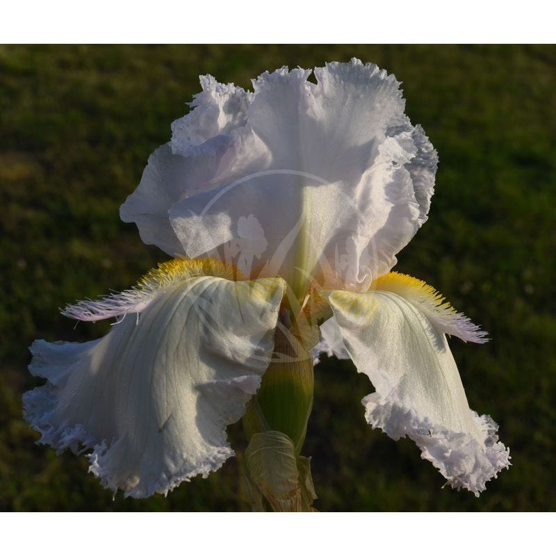 TB – kosatce velkokvěté vysoké : MYS HORN (Muška 1999)