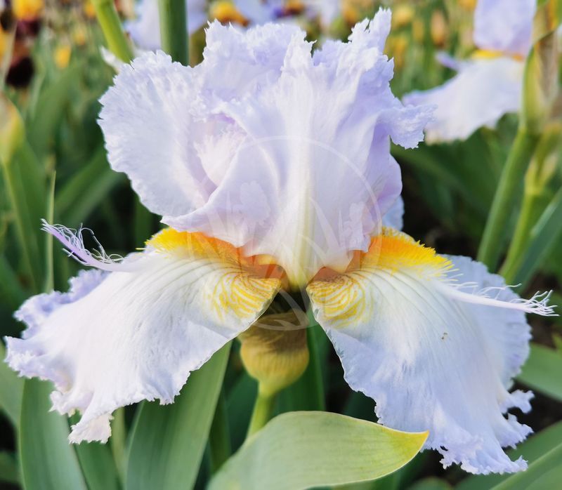 TB – kosatce velkokvěté vysoké : MYS HORN (Muška 1999)